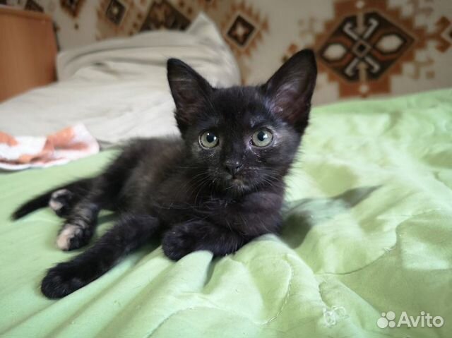 Котёнок Бусинка, 2 месяца