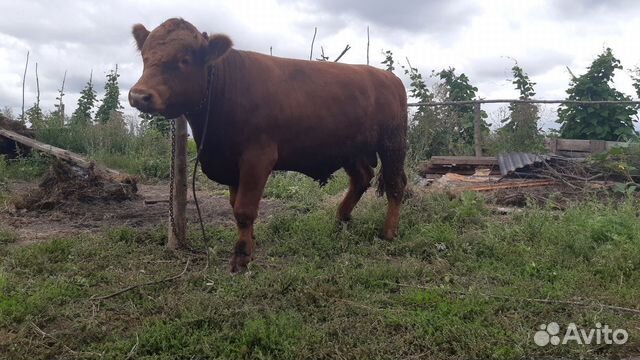 Бык Красни Ангус