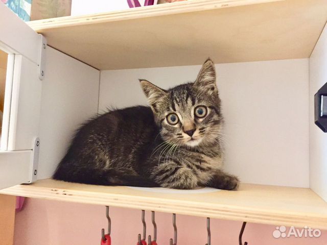 Котёнок с красивыми глазами