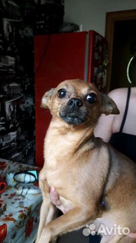 Отдам в хорошие руки Тойчик 5 лет