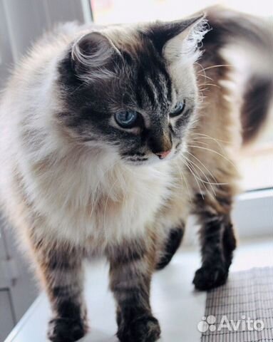 Красивый кот