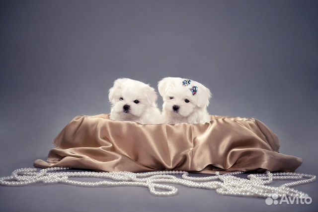 Щеночки мальтезе