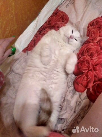 Самый милый кот