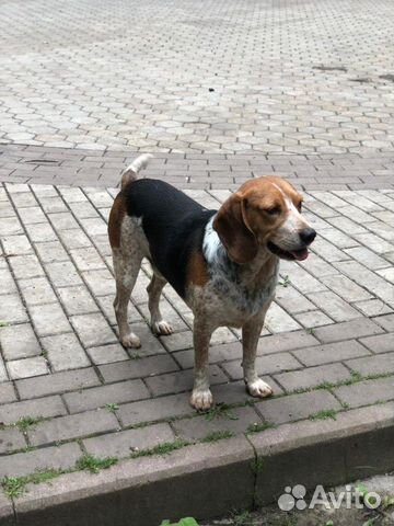 В добрые руки