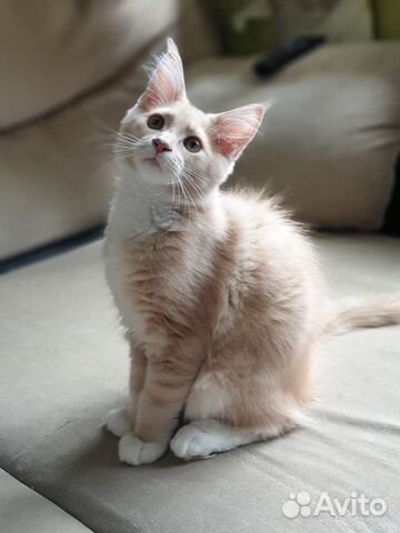 Котята мейн кун