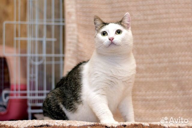 Берта в добрые руки