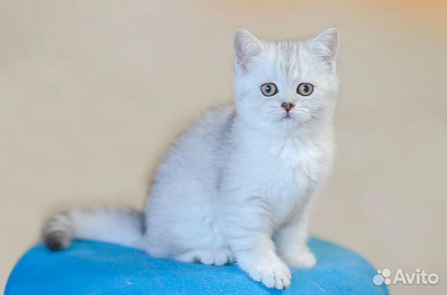 Лагерта британская шиншилла девочка 1.5 мес