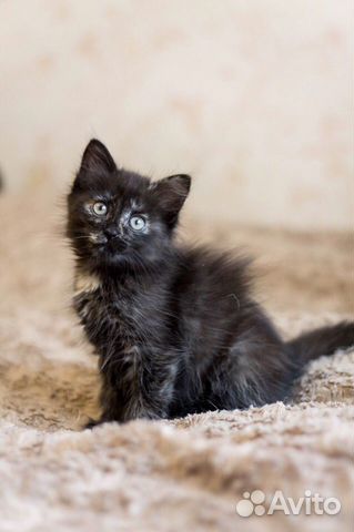 Отдам в добрые руки