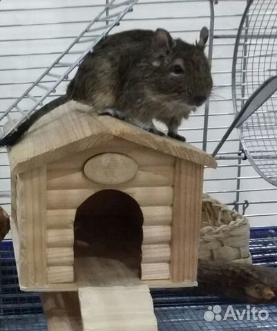 Дегу - девочка