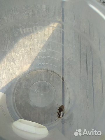 Матка муравьёв Lasius Niger