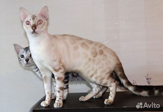 Роскошная племенная кошка. Дорого