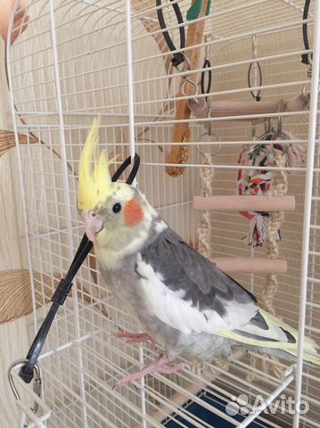 Попугай корелла+ клетка с игрушками