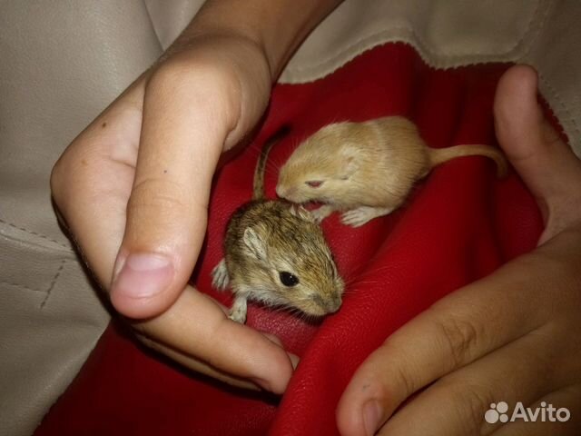 Песчанка