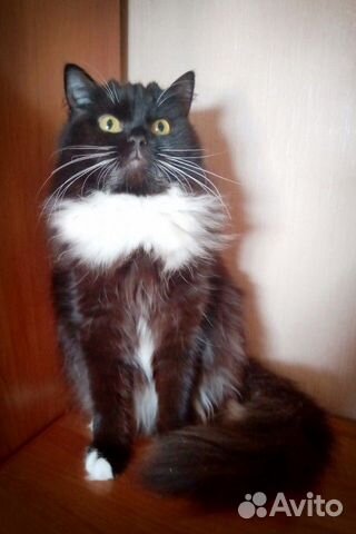 Красавица Плюша в добрые ручки