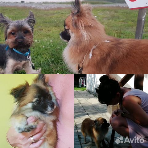 Девочка Шпиц ищет новый дом