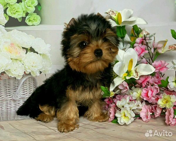 Йоркширские терьры большой выбор щенков