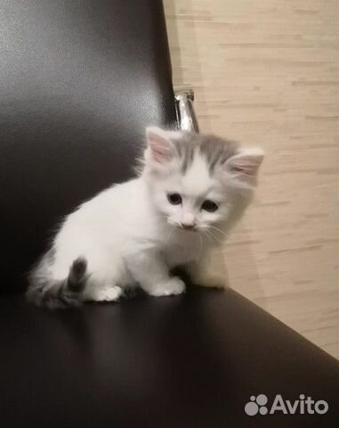 Котенок мальчик