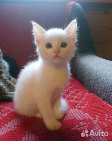 Котенок Беляшик в добрые руки