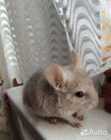 Шиншилленок бежевый, девочка 3мес