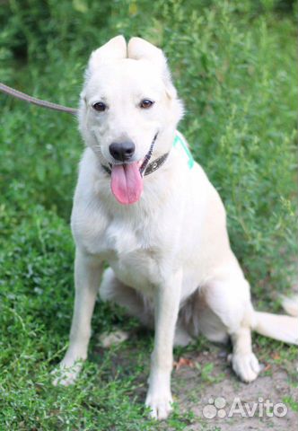 Шикарный блондин в дар