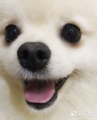 Шпиц РКФ на вязку