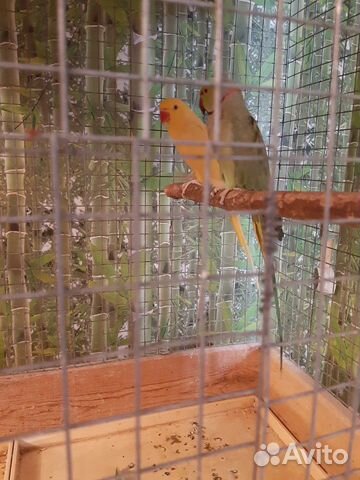 Пара попугаев ожереловые