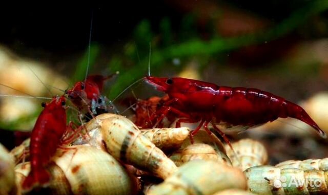 Креветки и буцефаландры