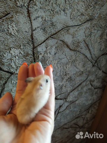 Сирийский хомяк девочка