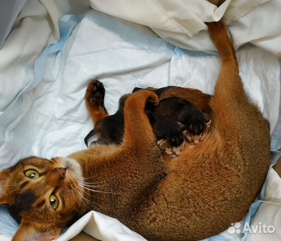 Абиссинские котятя