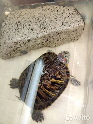Отдам водоплавающую черепаху