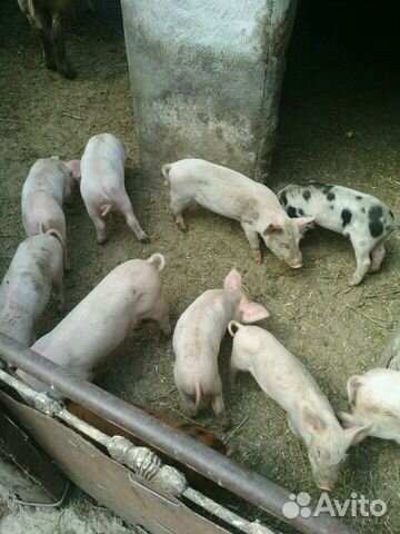 Поросенок ландрас