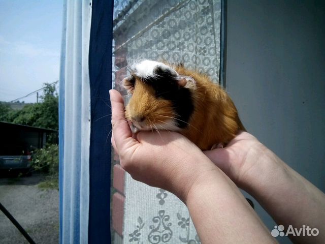 Морские свинки