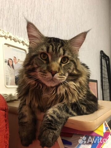 Мейкун на Вязку