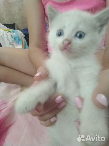 Продадим Сиамского котенка