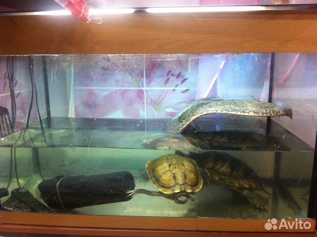 Красноухие черепахи