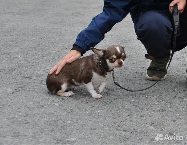 Шокодевочка