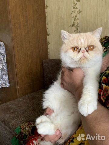 Отдам кота