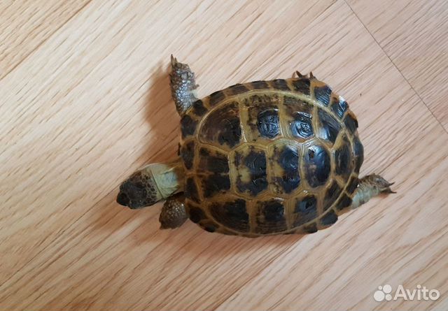 Черепаха сухопутная