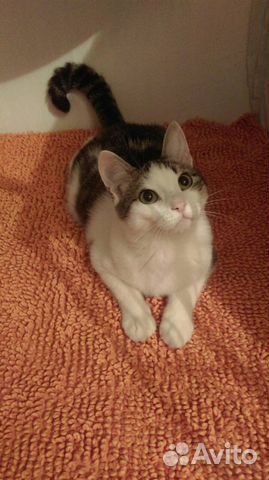 Котик Микко