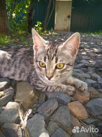 Котик молоденький 6 мес