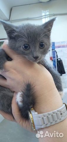 Котенок девочка в добрые руки