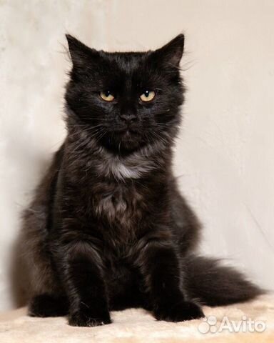 Котенок девочка 5 мес