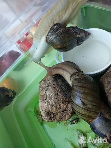 Улитки с аквариумом