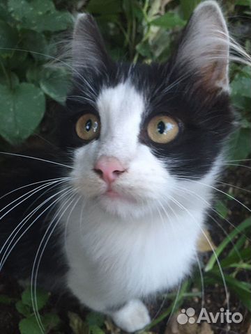 Котята 2,5 мес