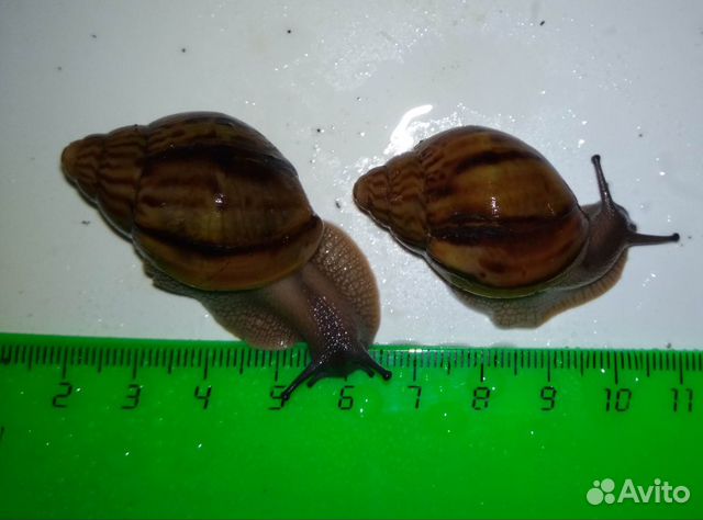 Ахатина Тигр