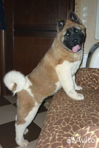 Щенок американской акиты