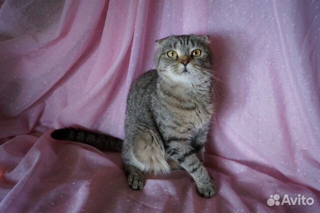 Кошечка Дюшес