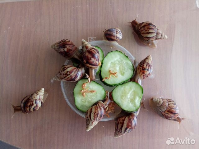 Улитки Ахатины (Африканские)