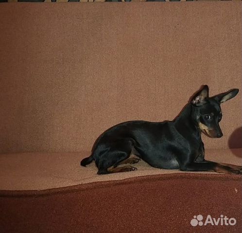 Собачка той терьер