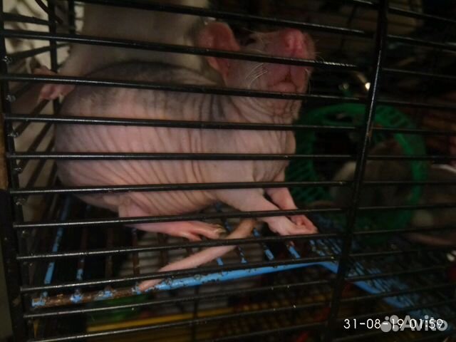 Крыса " Королевский сфинкс"